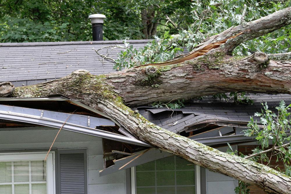 5 Reasons Why Homeowners Should Remove a Dead Tree ASAP | Leatherface ...