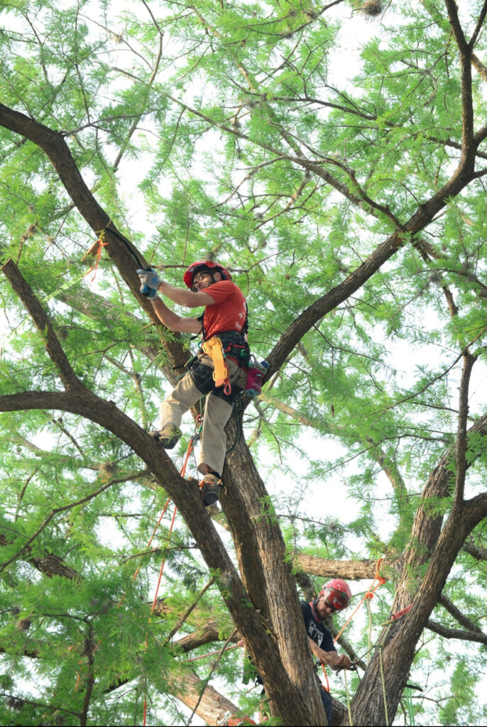 Scaling New Heights: Unveiling the Exhilarating Journey of ISA Tree ...